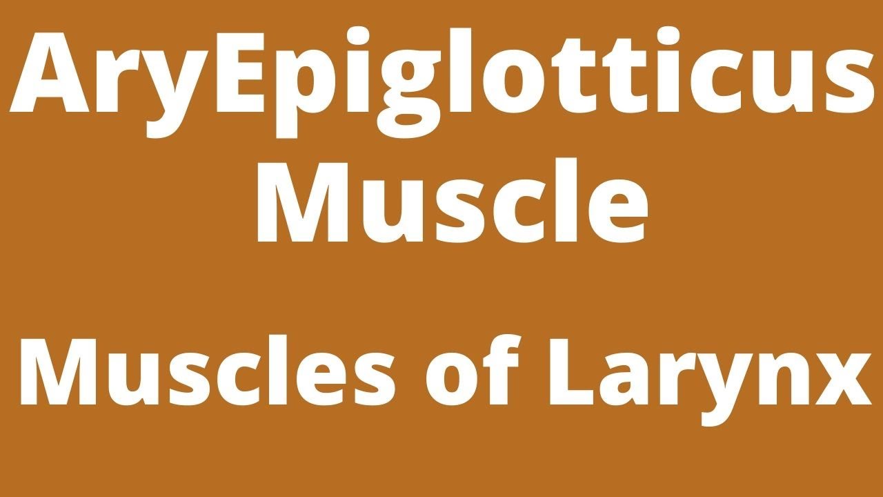 Aryepiglottic muscle | aryepiglottic fold| Muscles of Larynx ...