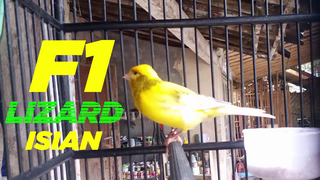 kenari f1 lizard isian - YouTube