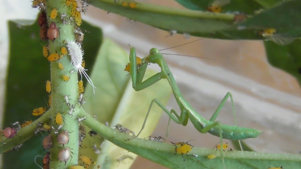Small Praying Mantis eating aphids - YouTube
