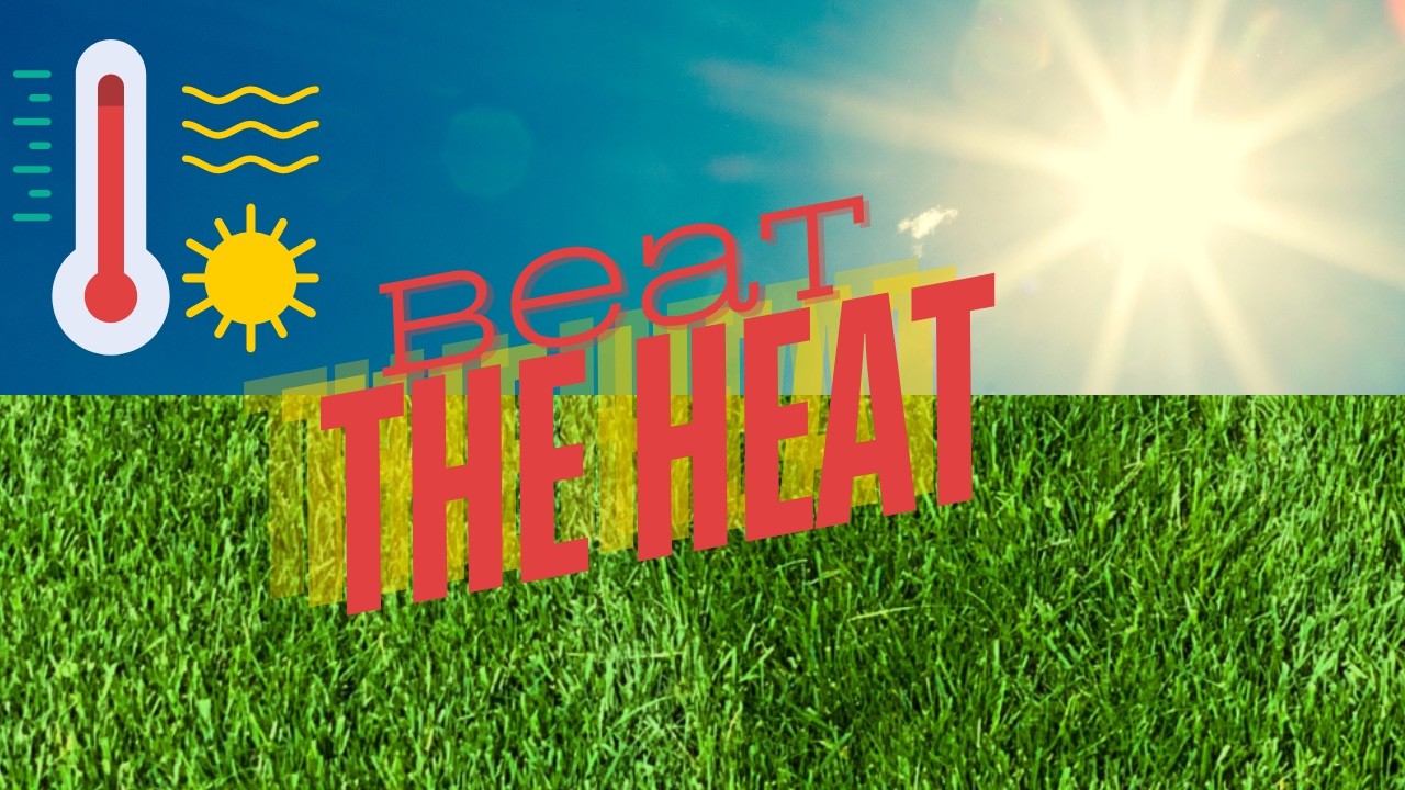 5 Essential Tips to Prevent Lawn Heat Damage & Keep Your Grass Lush All ...