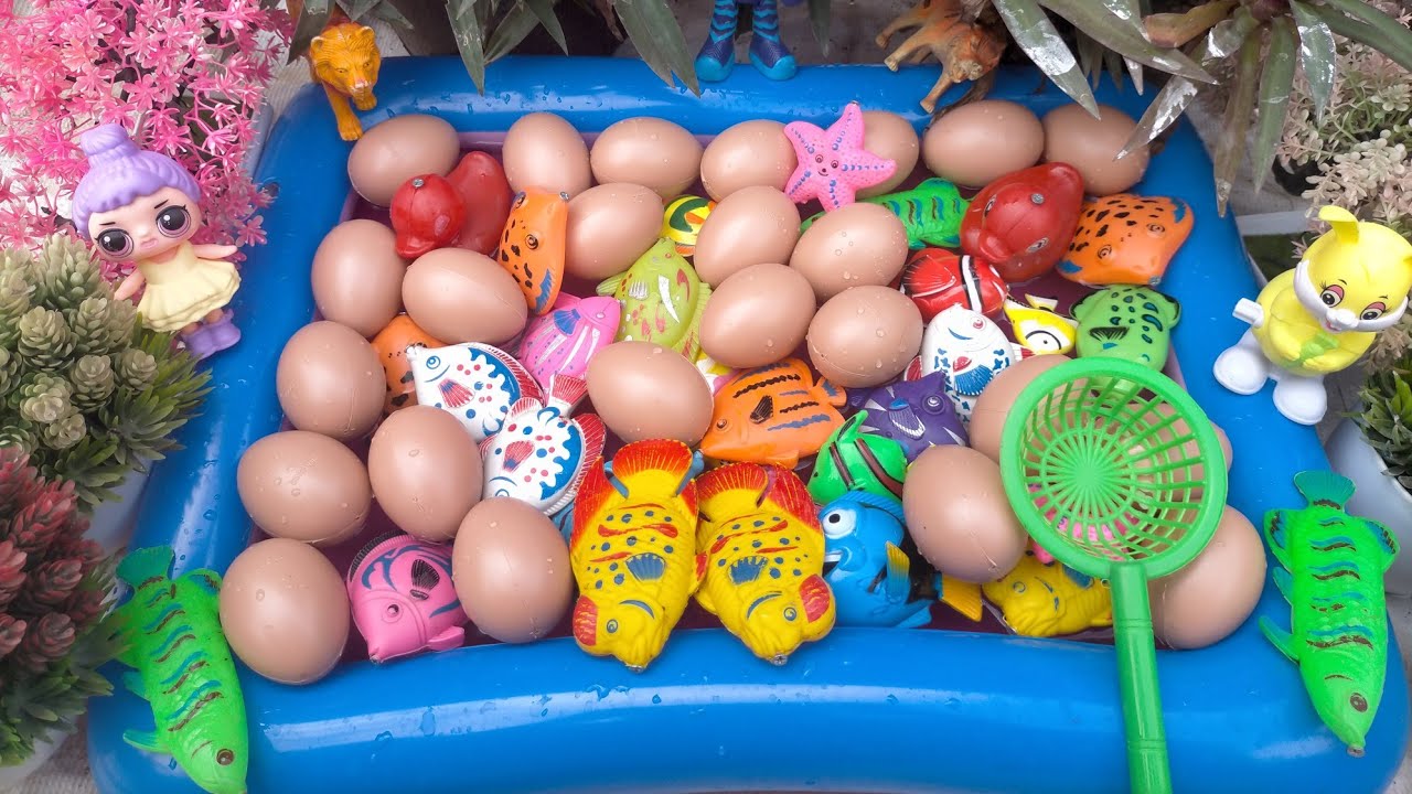 menyerok ikan,,!!! ikan hias, ikan lohan,ikan nemo,bapak nemo, dan ...