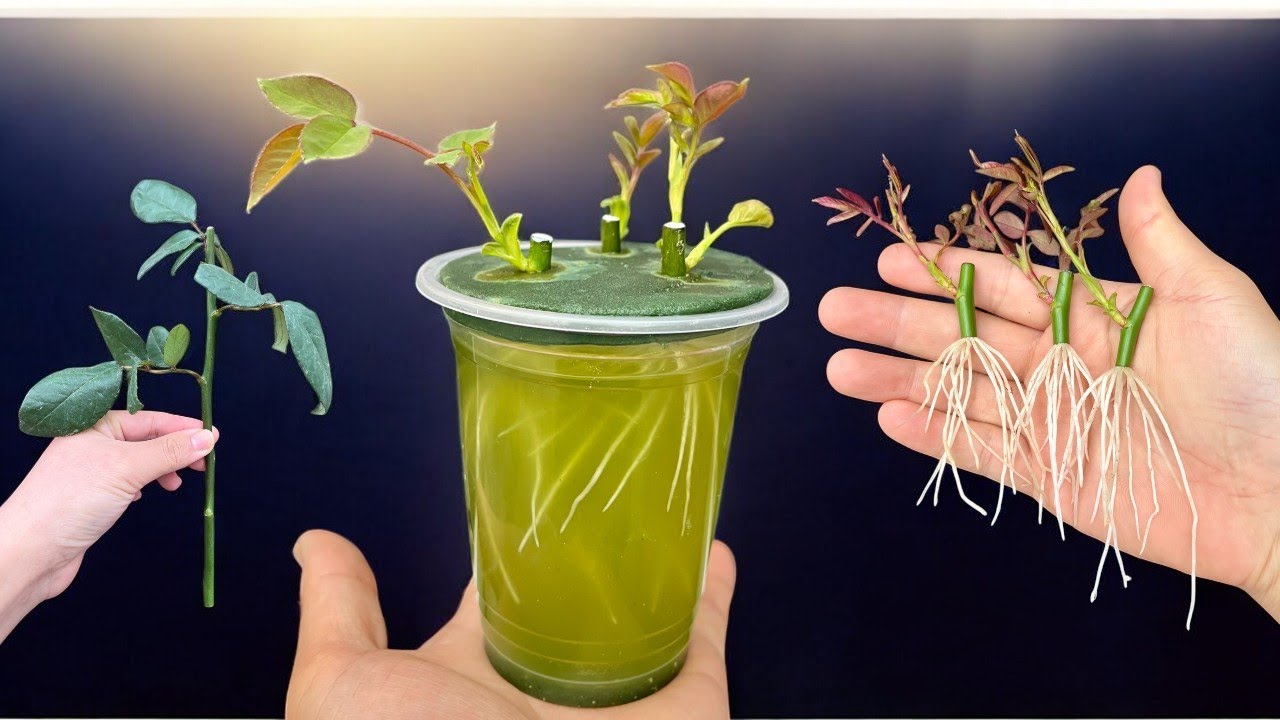 Propagating roses with hydroponics makes them sprout and root overnight ...