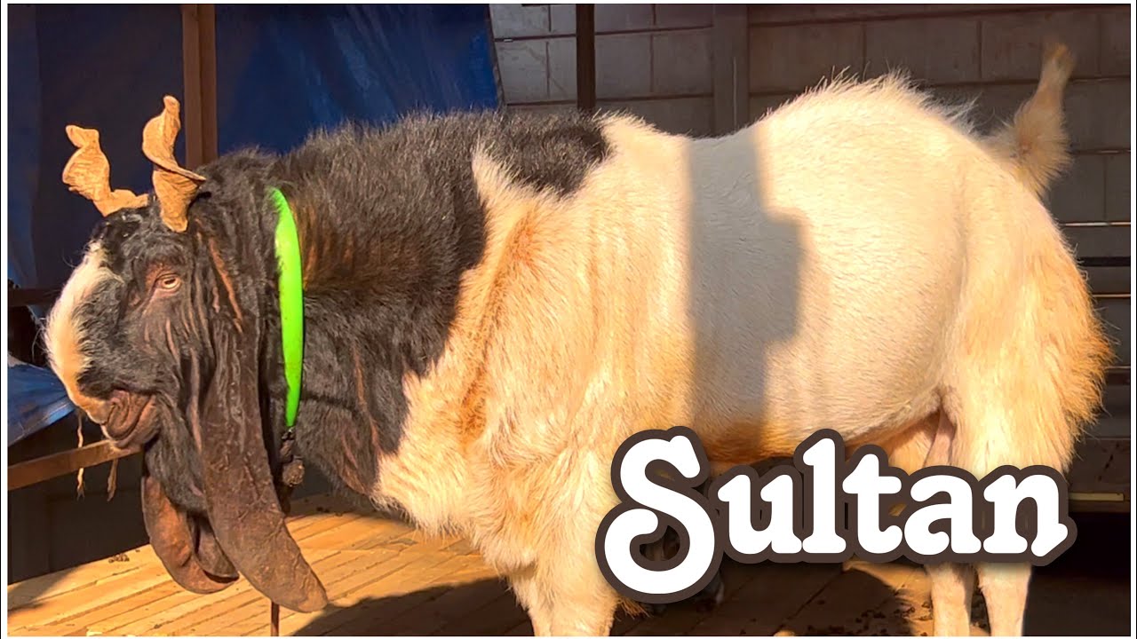 Sultan At Sinan & Razzak Goat Ranch Mumbai - YouTube