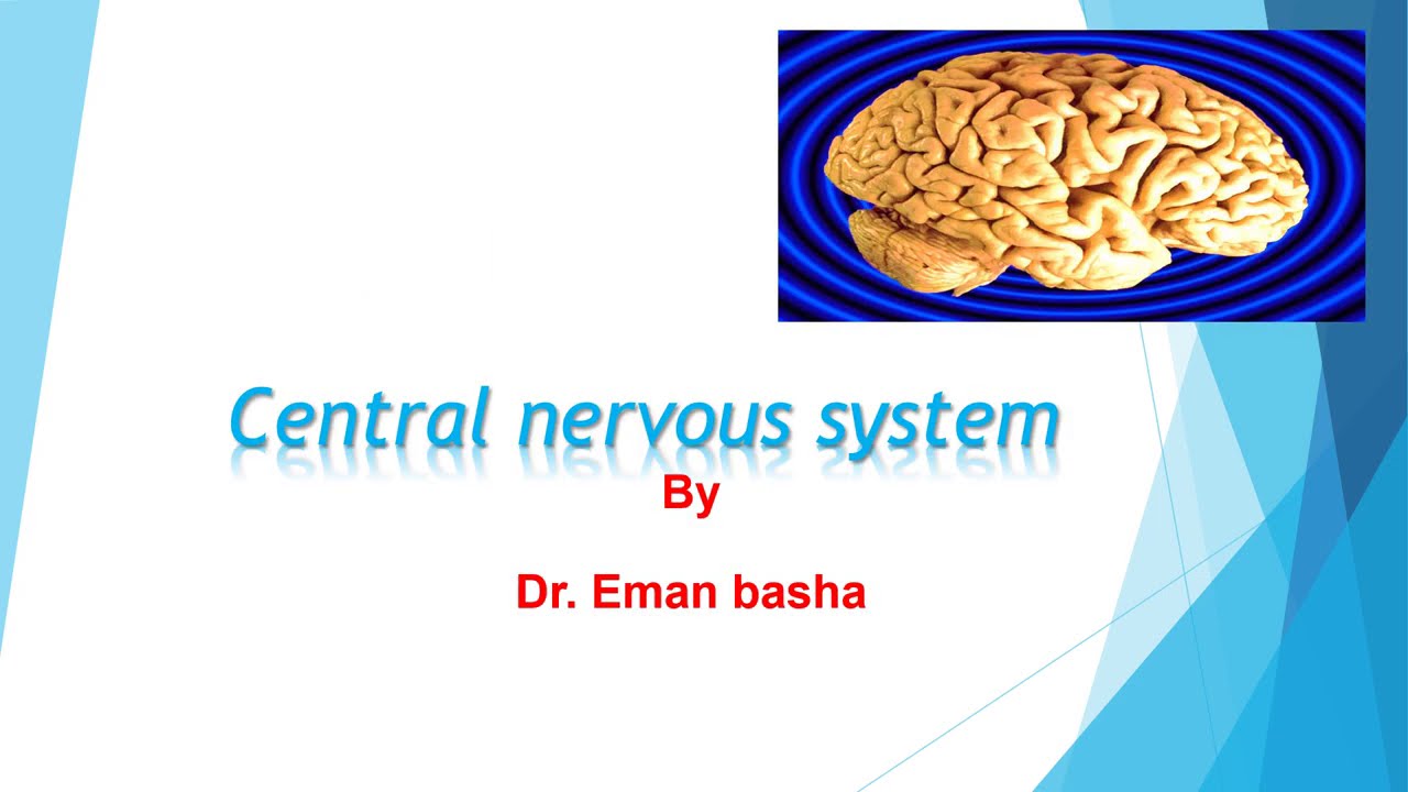 CNS Physiology: Lecture 8: Pain analgesia system - YouTube
