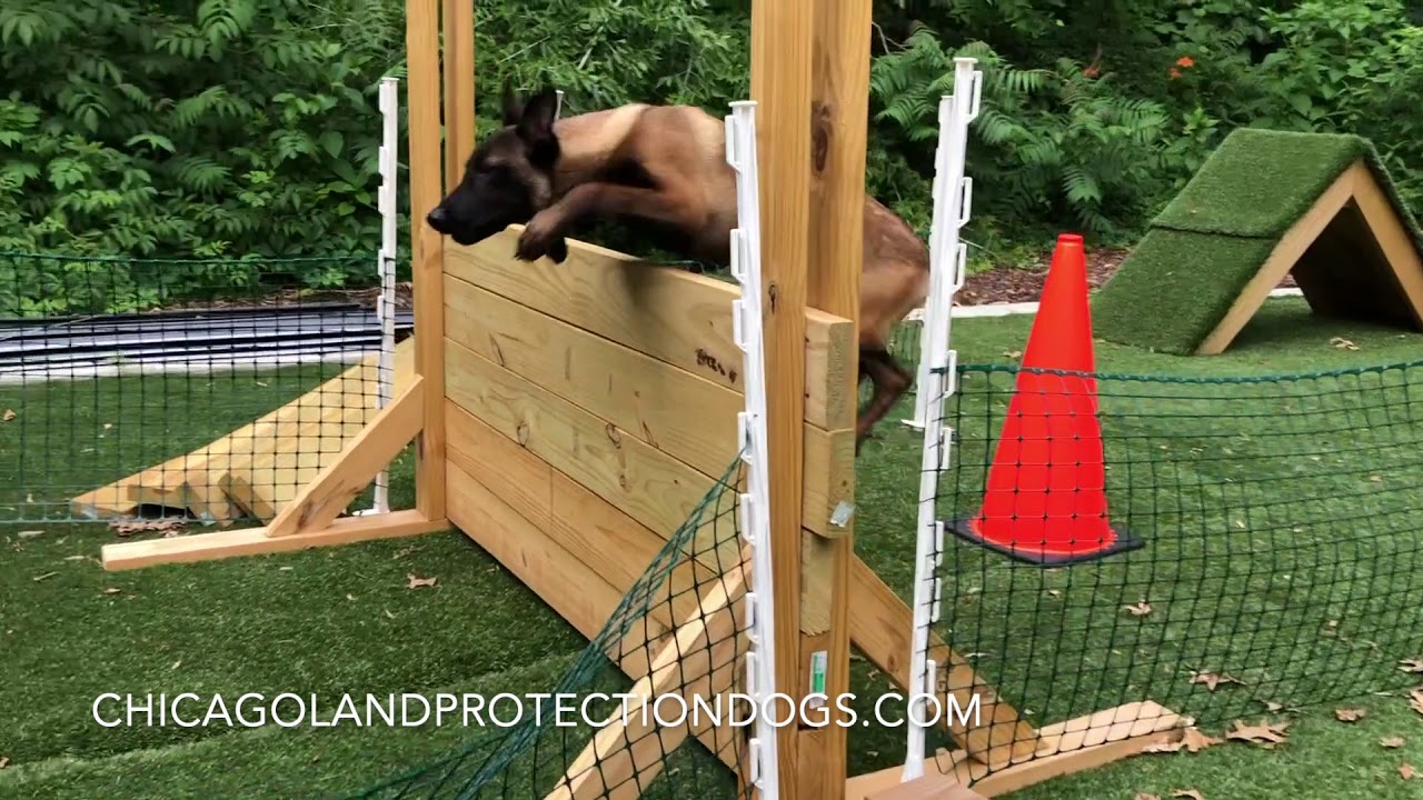 Introducing Condor du Champ des Legendes | Chicagoland Protection Dogs ...