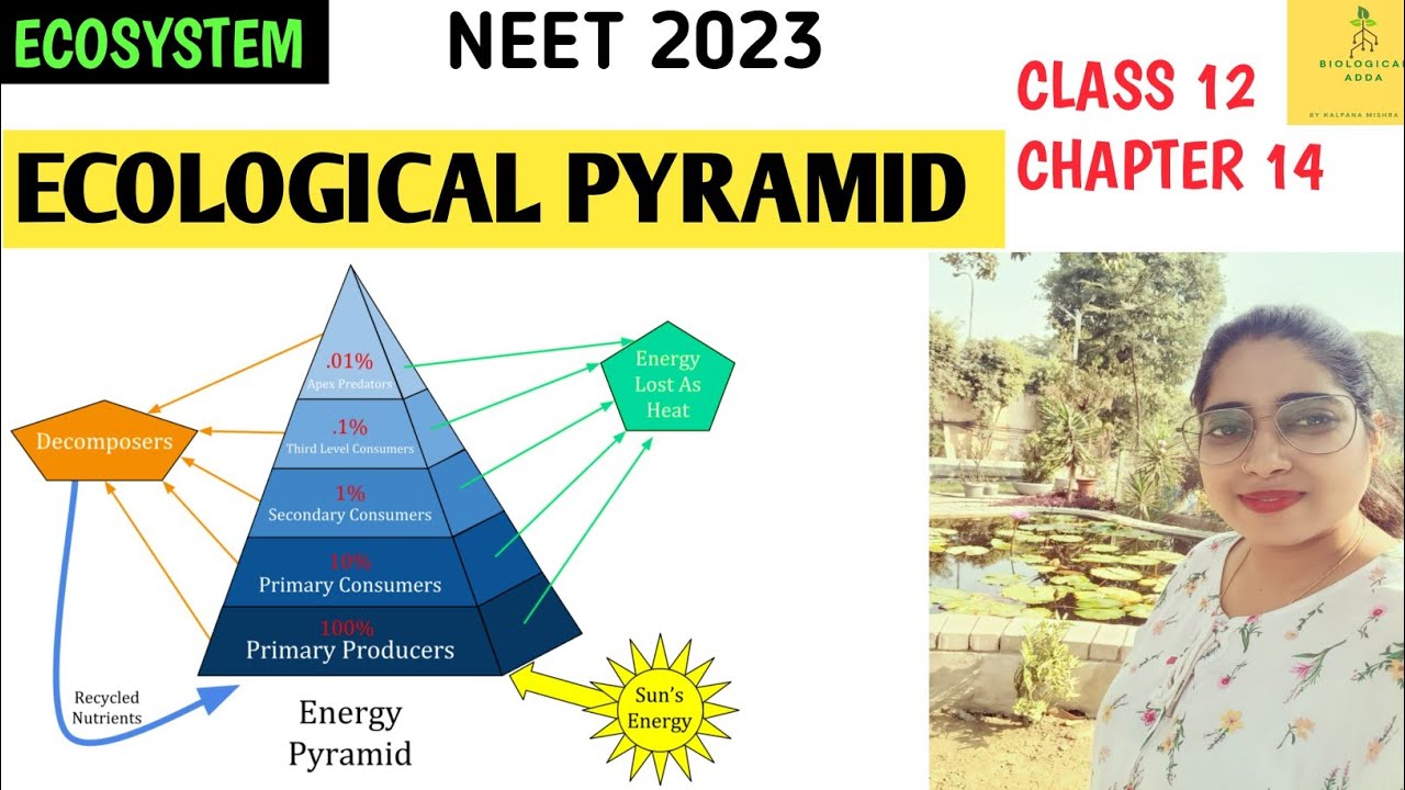 Ecological pyramid | biological pyramid - YouTube