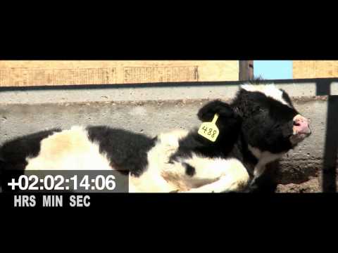 Resflor Gold BRD Time-lapse Video - Dairy