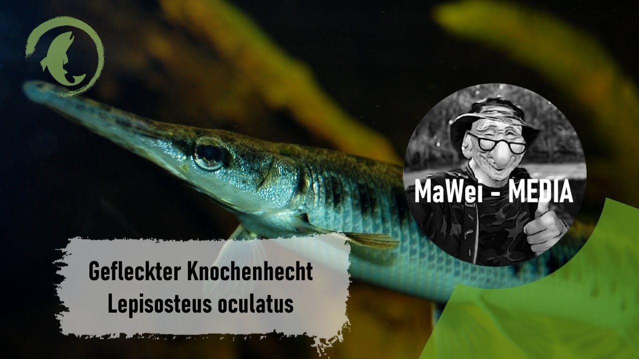 Gefleckter Knochenhecht - Lepisosteus oculatus @Zoo Duisburg - YouTube