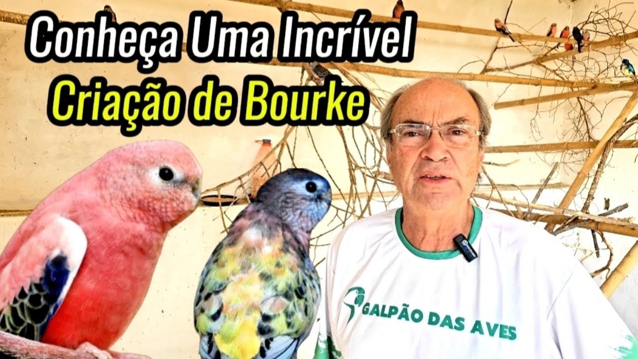 Criação de Periquitos Bourke - Conheça uma Incrível criação - YouTube