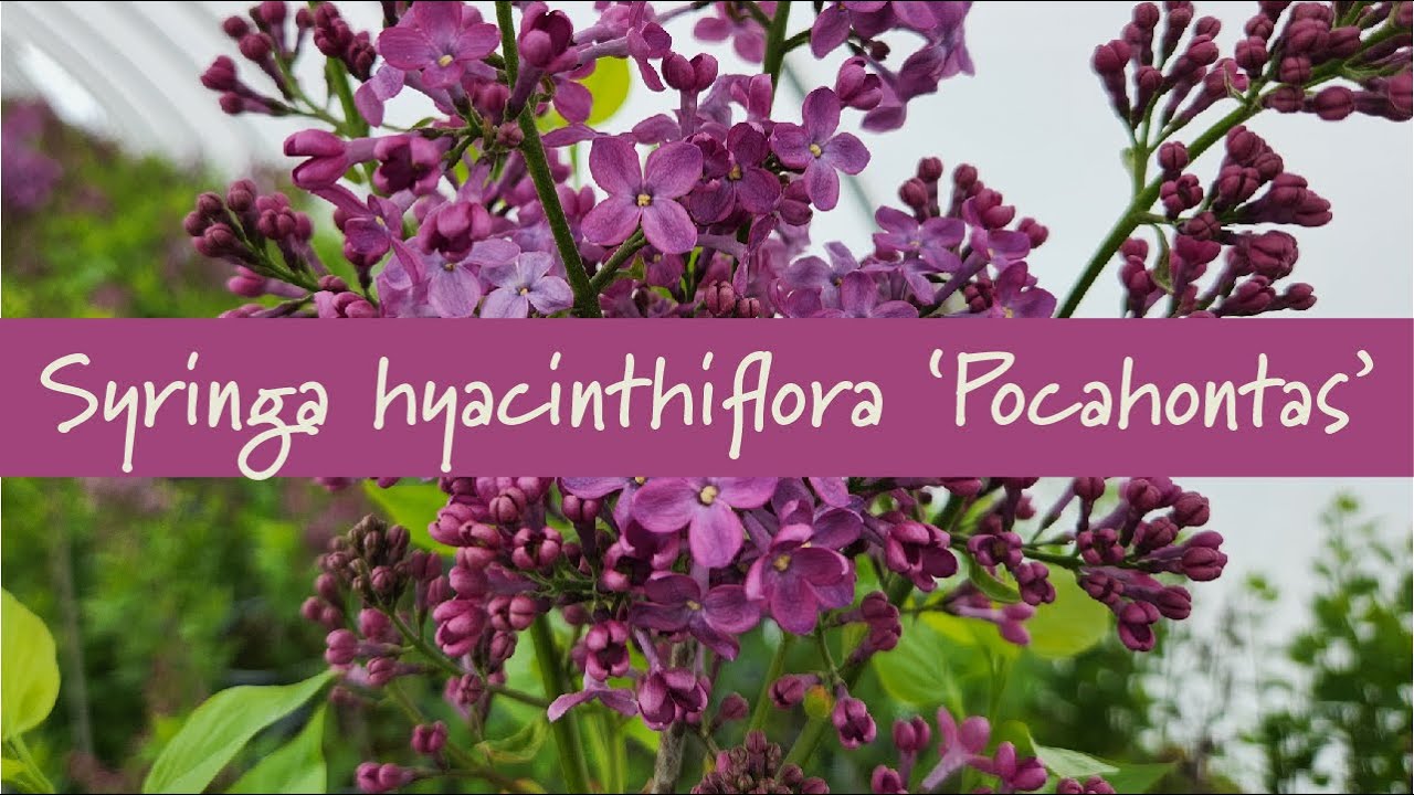 Syringa hy. 'Pocahontas' at Prides Corner Farms - YouTube