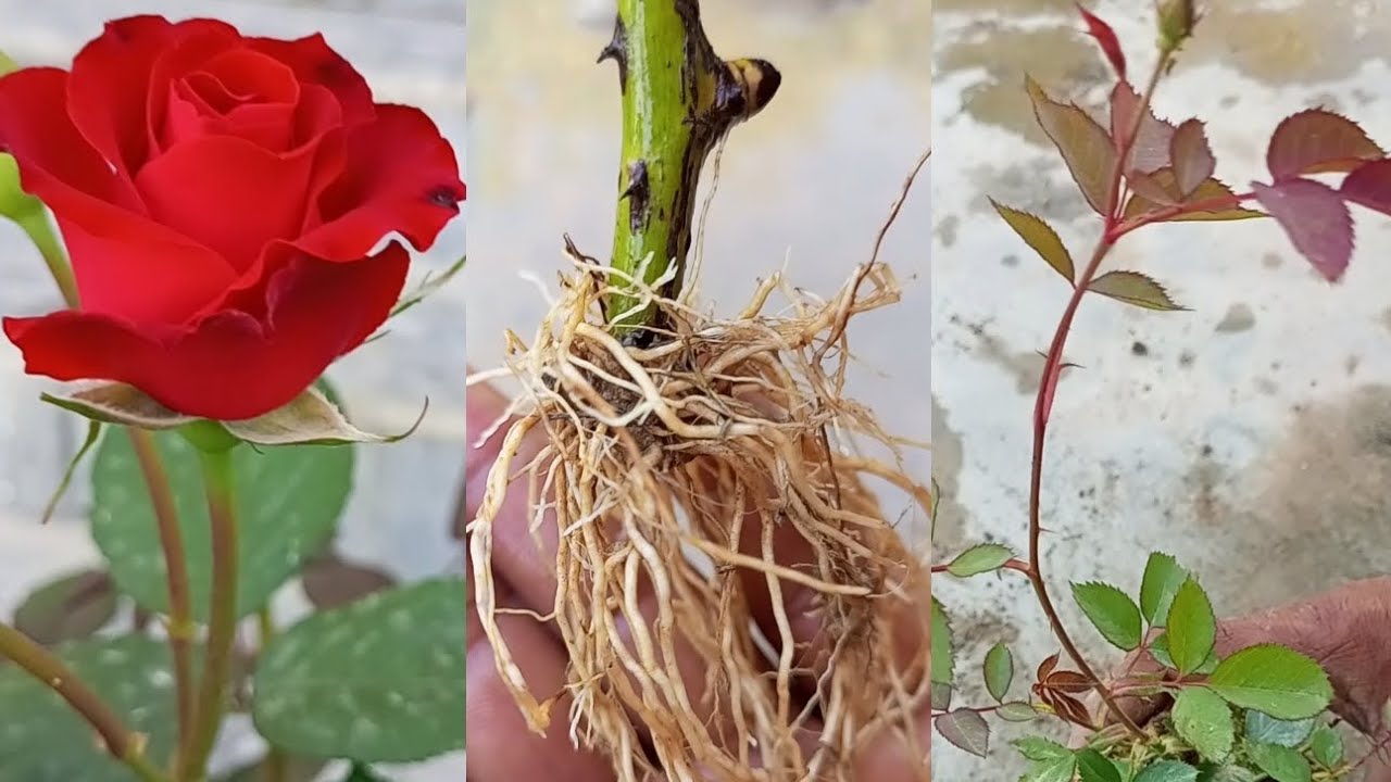 Rose propagation through cutting || How to grow rose plant from cutting ...