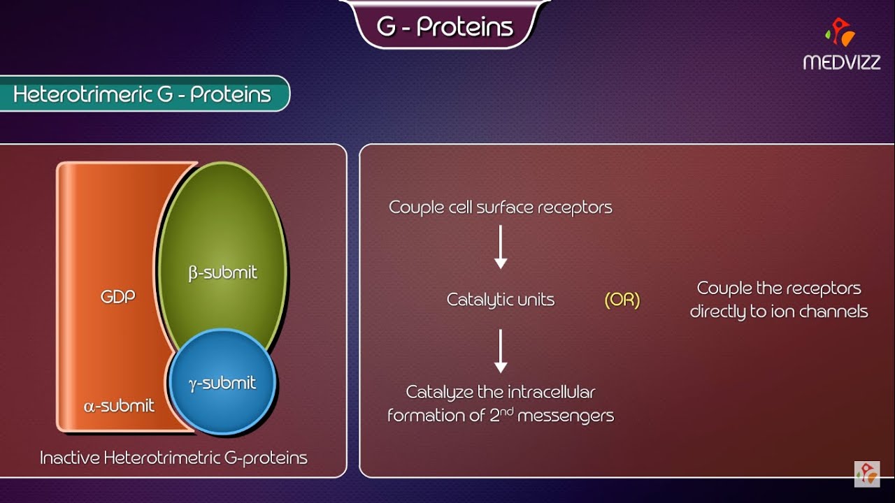 G proteins and G protein coupled receptors - Medical Biochemistry ...