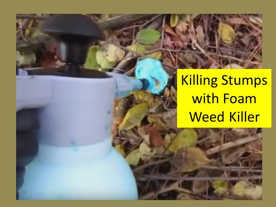 Buckthorn Removal - Clearing Out a Patch of Woody Invasive Trees - YouTube