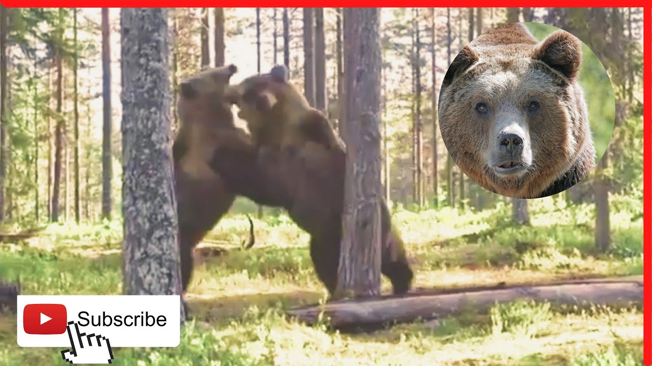 Ursos lutam para provar quem é o mais forte! Quem vai vencer essa ...