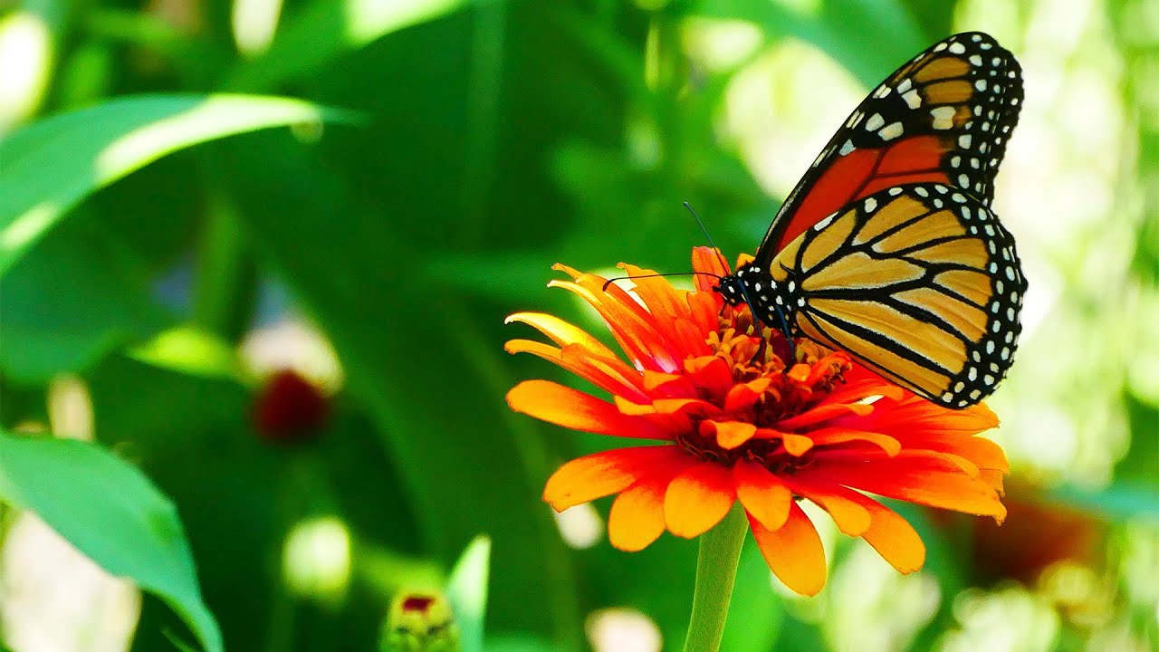 Relaxing Nature: Bird Souns, Beautiful Butterflies, Forest Sounds ...