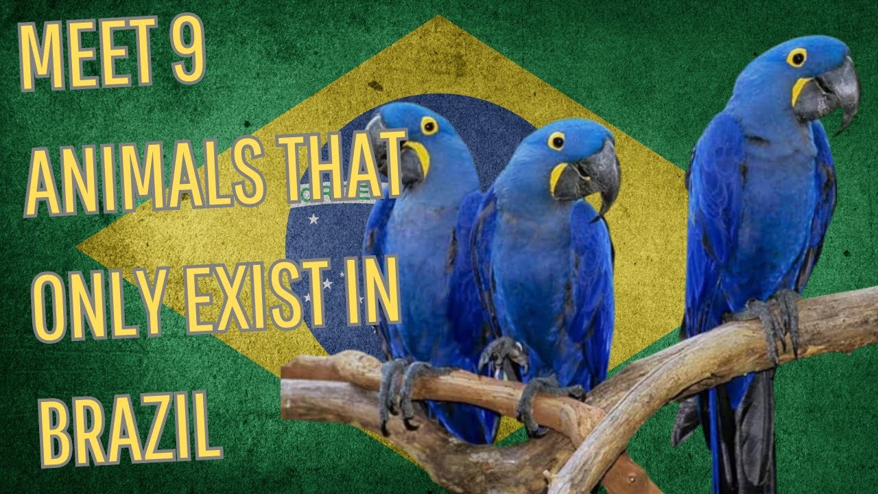 MEET 9 ANIMALS THAT ONLY EXIST IN BRAZIL ‐ Curious Head - YouTube