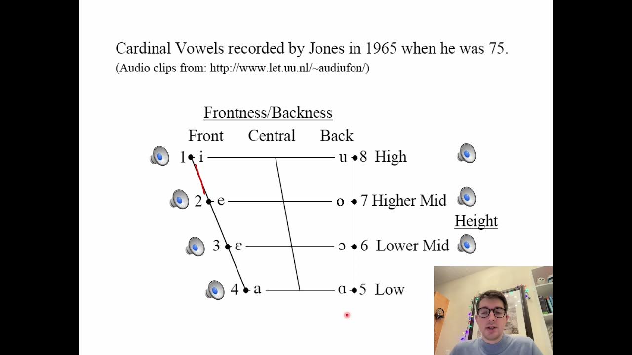 Linguistics 341 - Introduction to Phonetics - Cardinal Vowels II - YouTube
