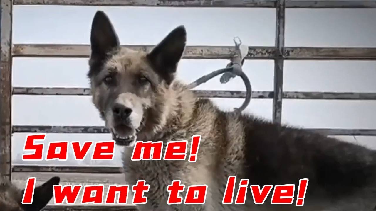 Rescue the furry kids in danger and reverse their unfortunate fate ...