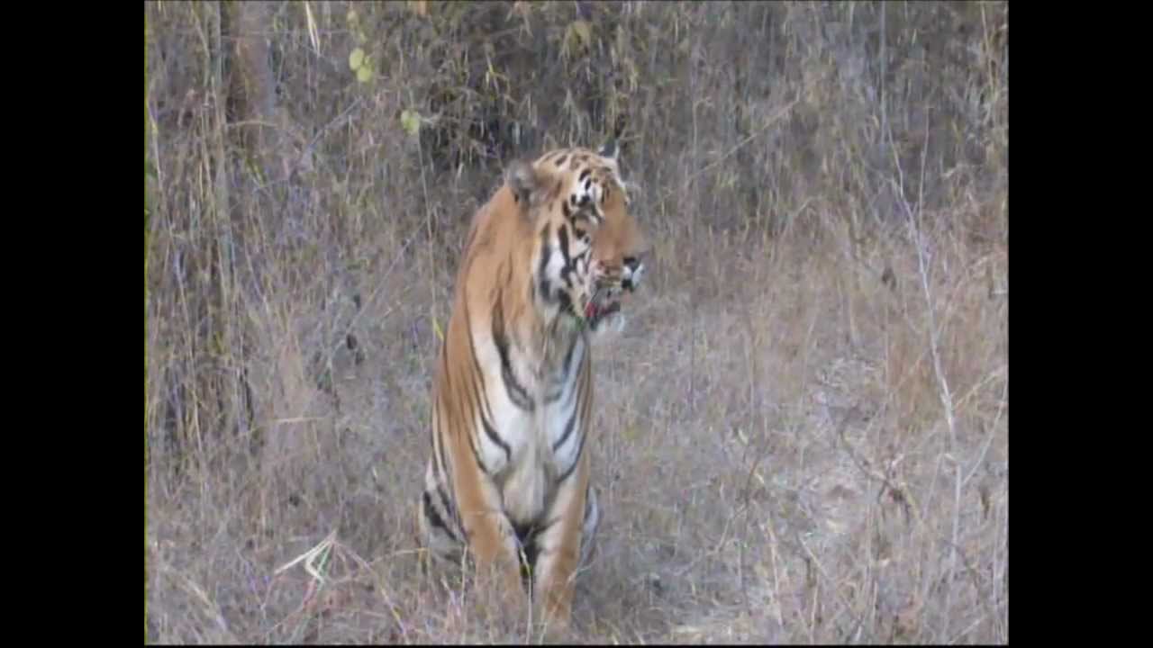 TIGER -MASSIVE WAGHDOH MALE OF TADOBA. ! - YouTube