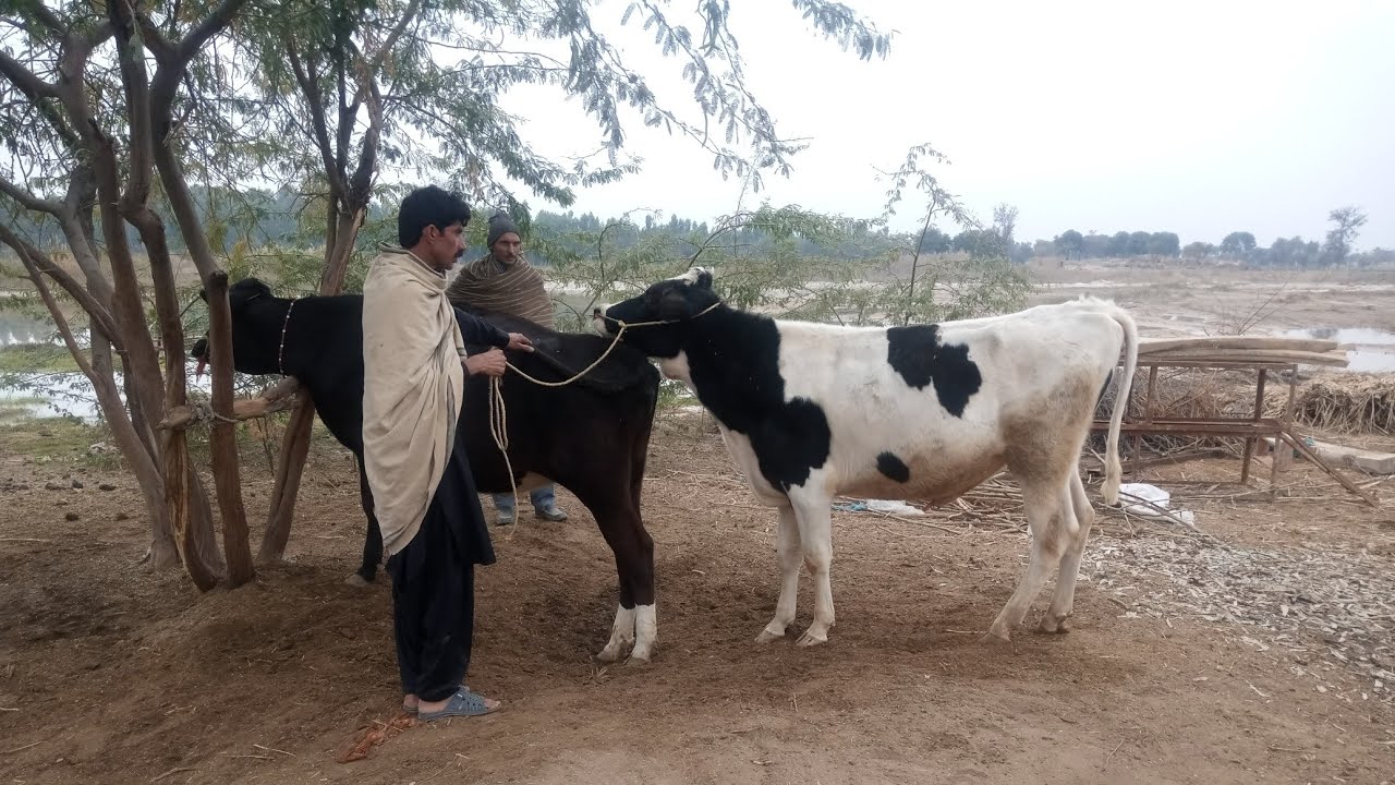 Dajal bull And beautiful And Cow 3,Jaunry 22 video - YouTube