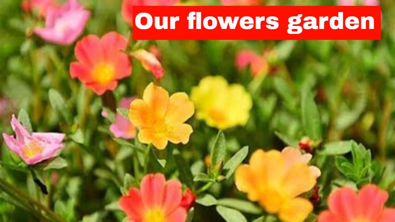 Our flowers garden - YouTube