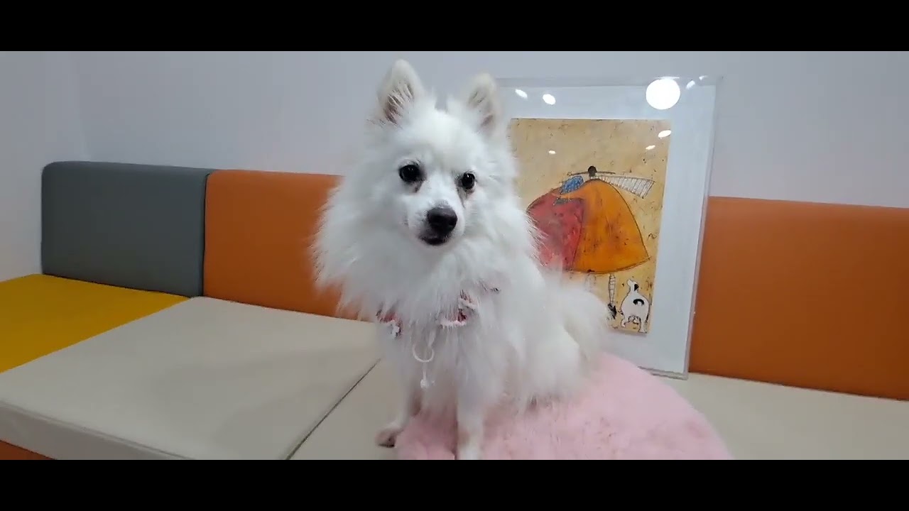 마포센터수플2 입양문의02 2124 2839 서울시 유기견 유기견입양 강아지 강아지일상 입양하세요 반려견 유기견