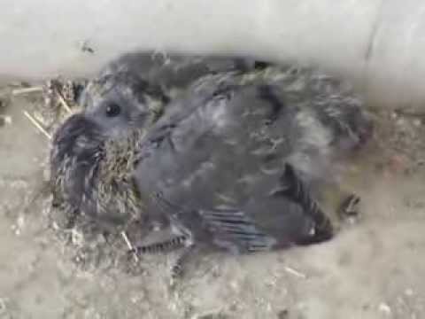 Pigeon & Baby Bird videos -- 2 Weeks old now ! (Part 7/7) - YouTube