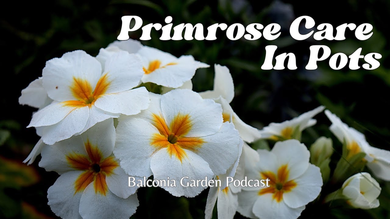 How To Care For Primroses In Pots Indoor And Outdoor: Ep 14 - YouTube