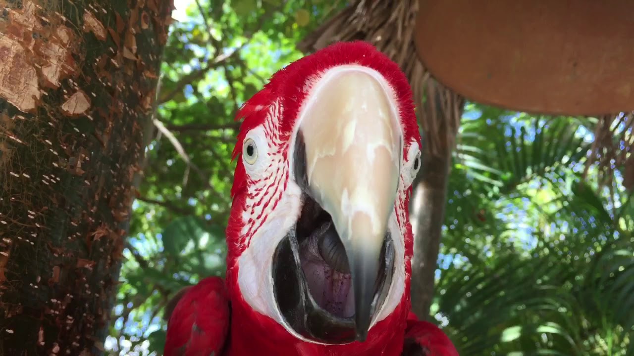 Harassing a parrot on Jungle Island in Miami Florida - YouTube