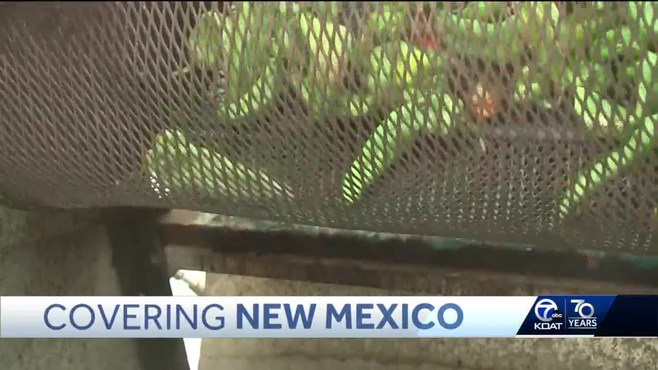 Smell of green chile proposed to become New Mexico's official aroma ...