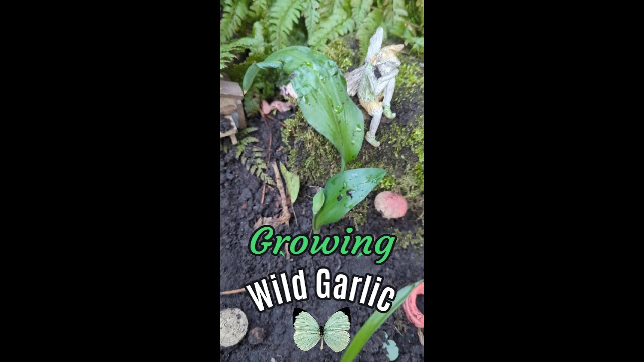 Planting Wild Garlic | Growing Wild Garlic | Edible Wild Plants ...