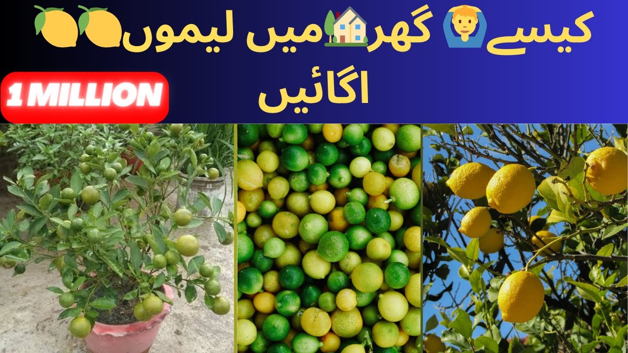 How🙋🏻to Get Tons of🍋Lemon🍋from One Plant🪴| How🤫to Grow and Care of ...