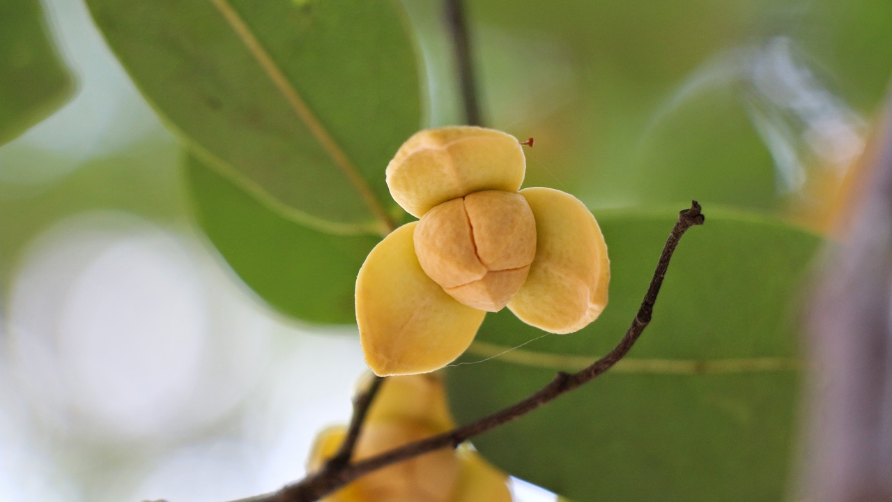 Rumdul Live Stream - YouTube