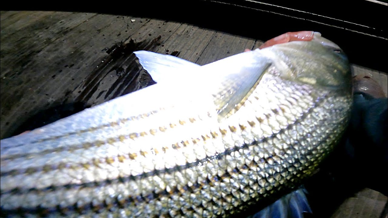 STRIPED BASS & BLUEFISH - Late Night PIER Saltwater Fly Fishing for ...