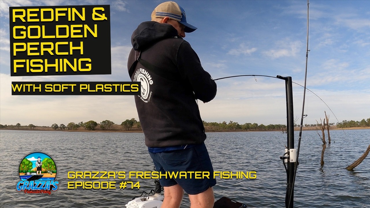 Fishing for Redfin & Golden Perch with Soft Plastics - YouTube