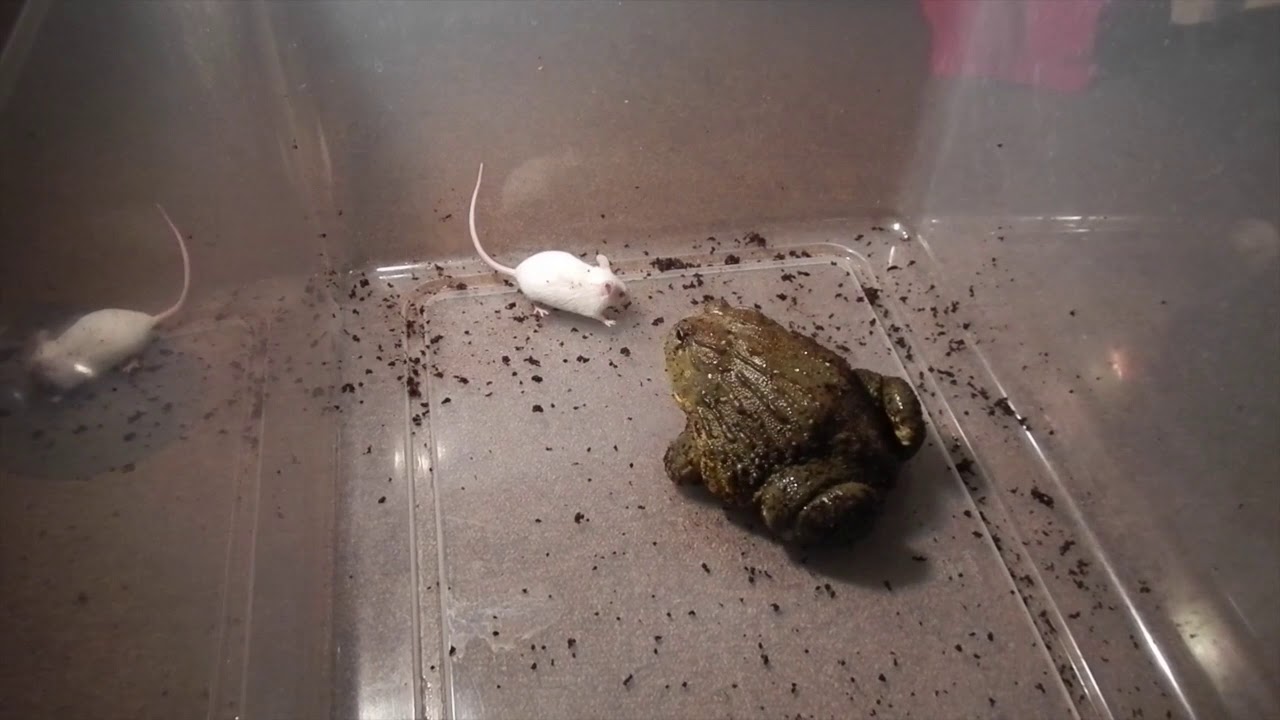 Giant African BULLFROG, EATS his first LIVE MOUSE!! - WARNING GRAPHIC ...