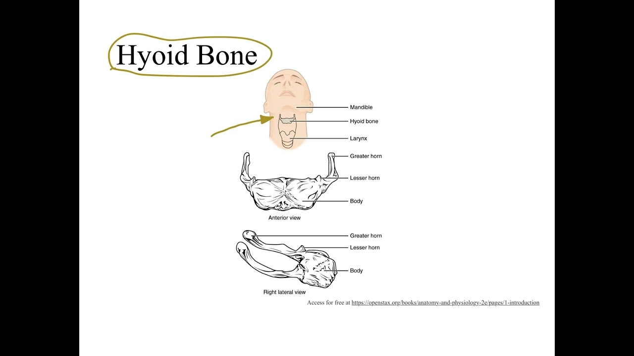 Hyoid bone (axial Skeleton Lecture) - YouTube