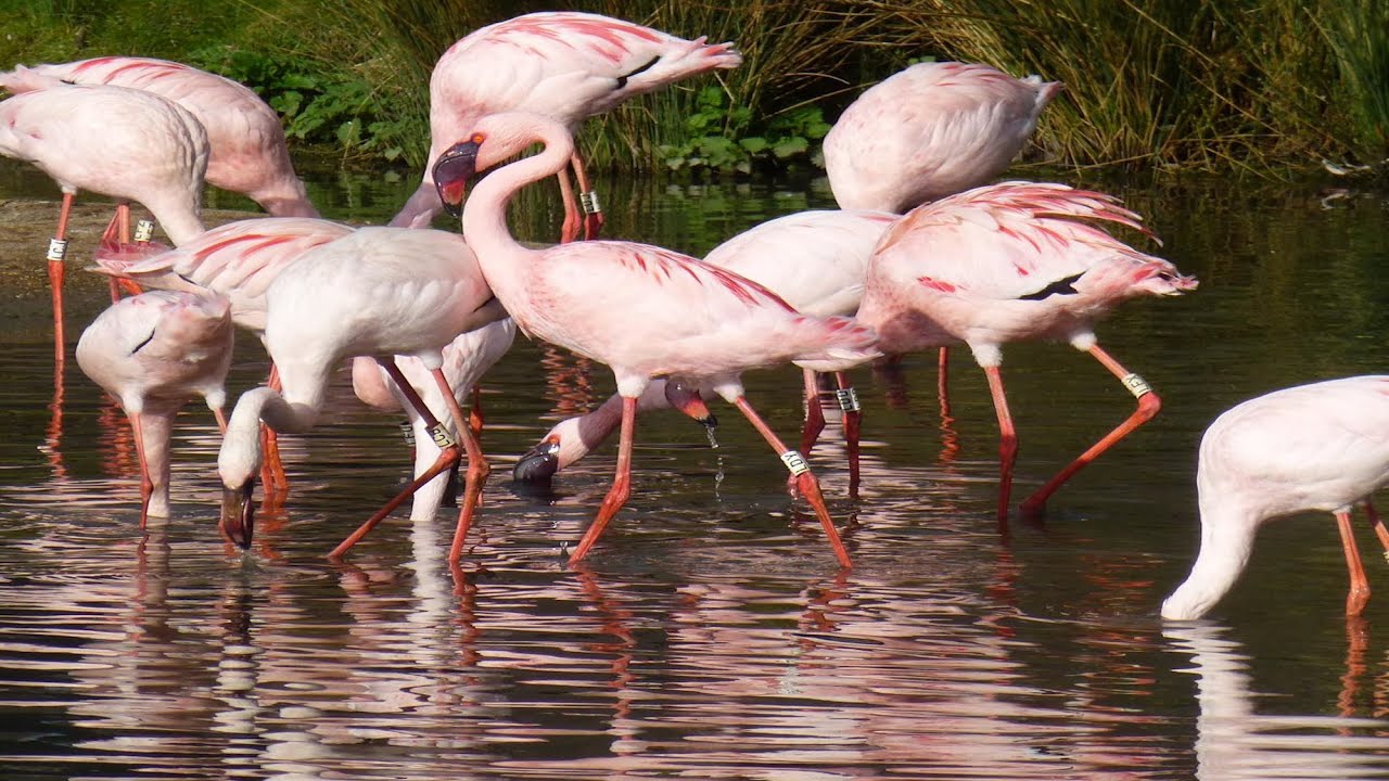 The Pinker a Flamingo Is, The More Aggressive They Are Over Food - YouTube