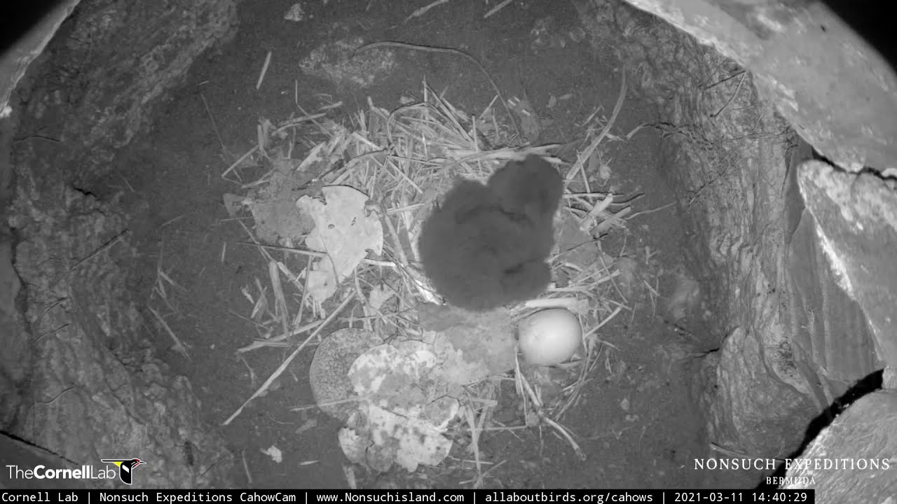 Two-day-old Bermuda Cahow Chick Makes Arrangements To Nest Scrape ...