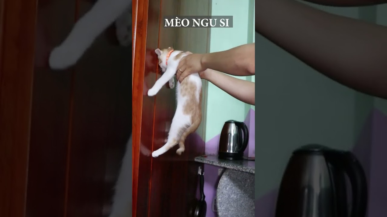 Cách phân biệt mèo khôn và mèo ngu si #shorts #cat #pets - YouTube