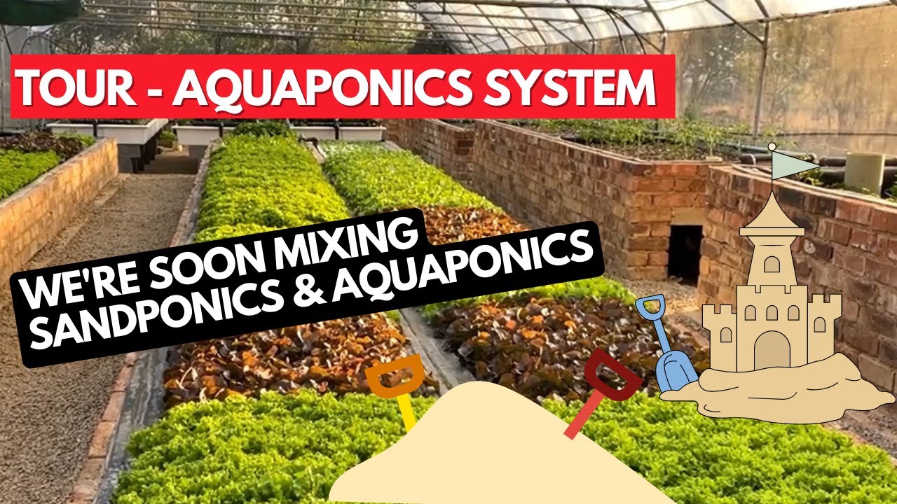 Tour of the Myaquaponics Aquaponics System - Soon to have Sandponics ...