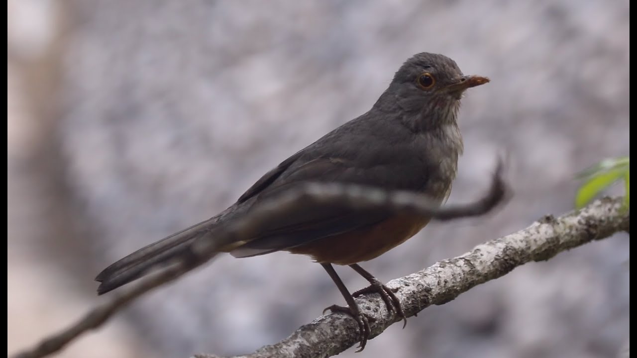 Canto do sabiá-laranjeira (Turdus rufiventris) - YouTube