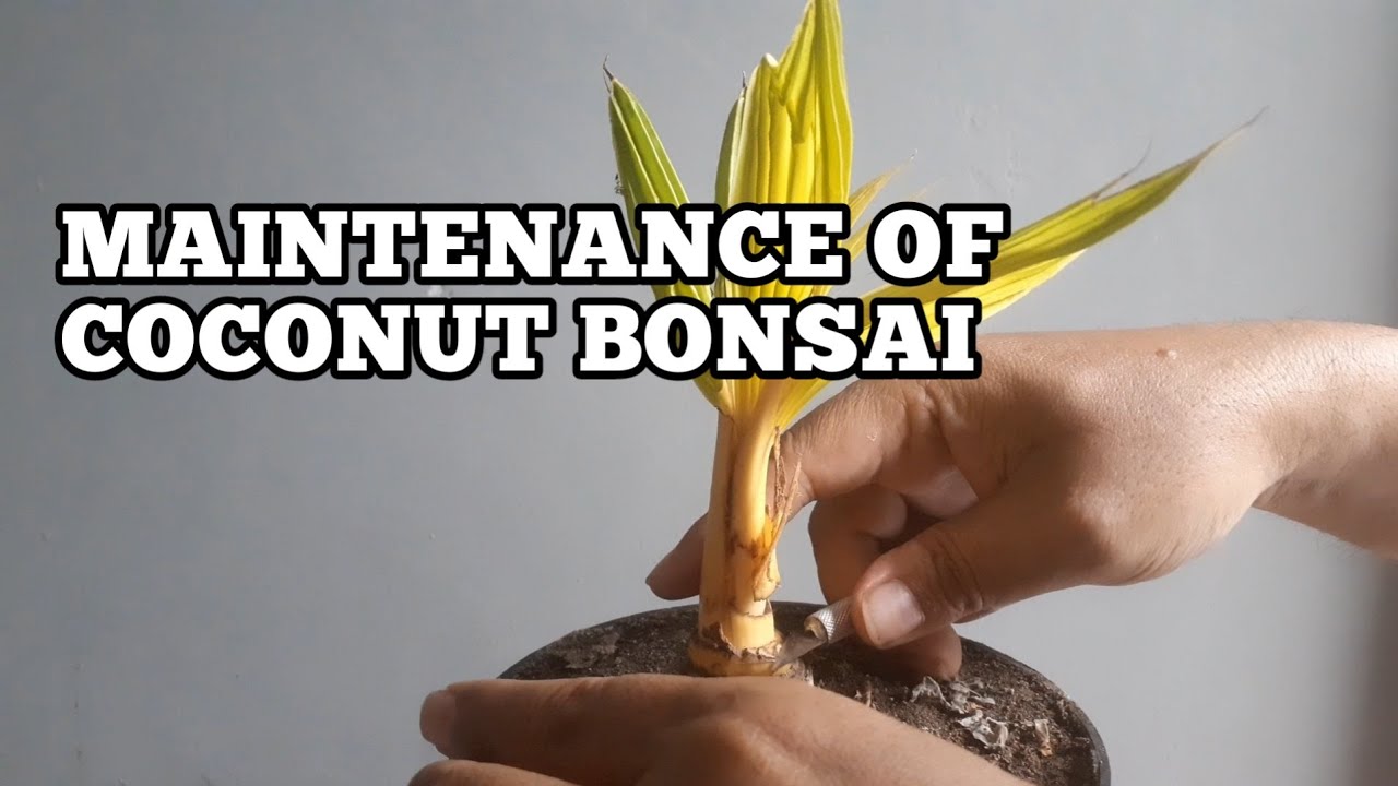 coconut bonsai minion | maintenance of coconut bonsai minion coconut ...