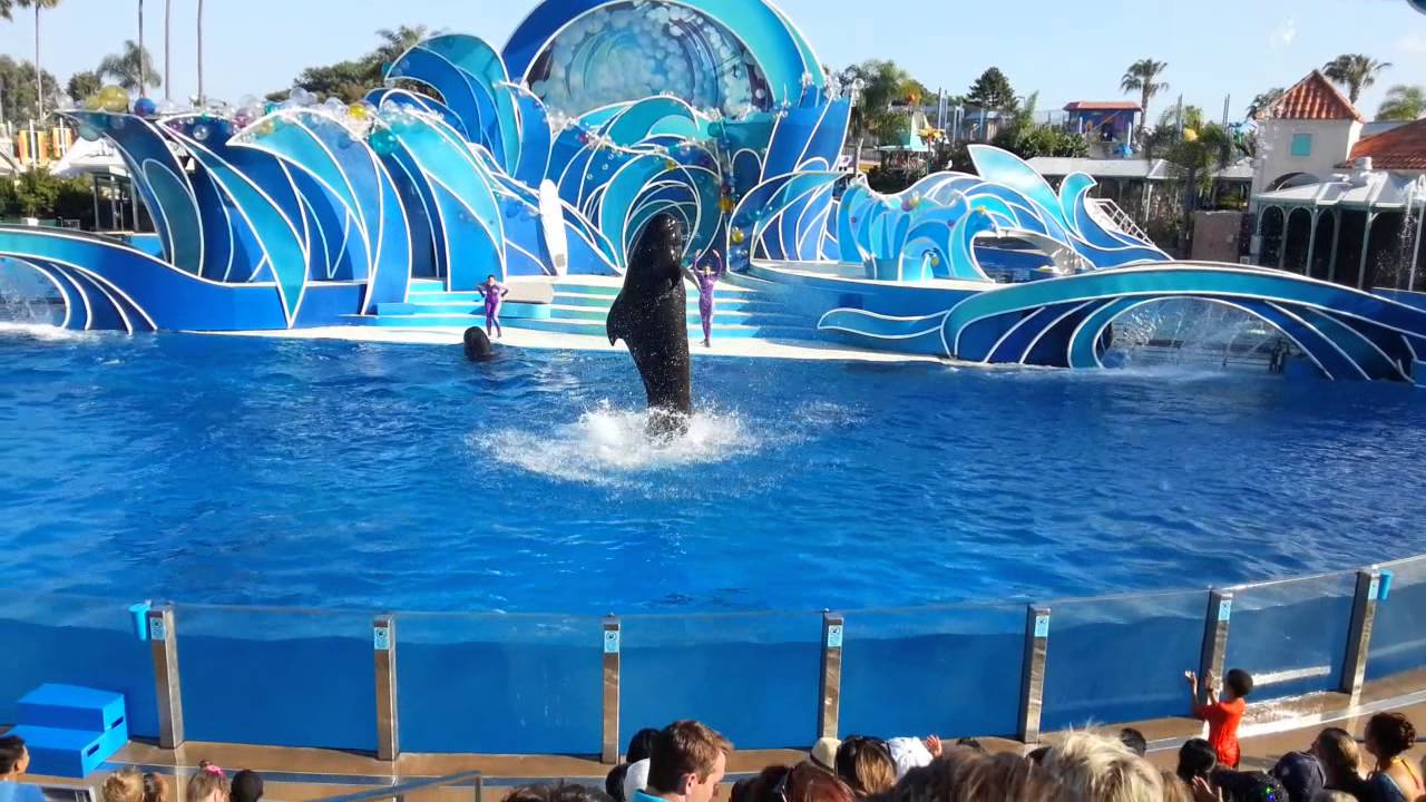 Sea World - Pilot Whale - YouTube