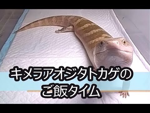 キメラアオジタトカゲのご飯タイム ~Tanimbar BTS feeding time~ - YouTube