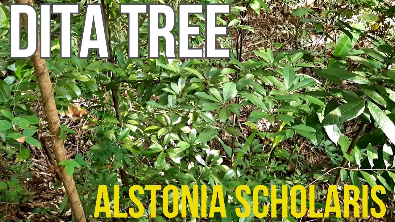 Dita Tree (Alstonia scholaris) Philippine Native Trees - YouTube