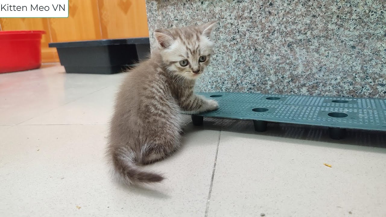 My true love kitten Bear so cute - YouTube