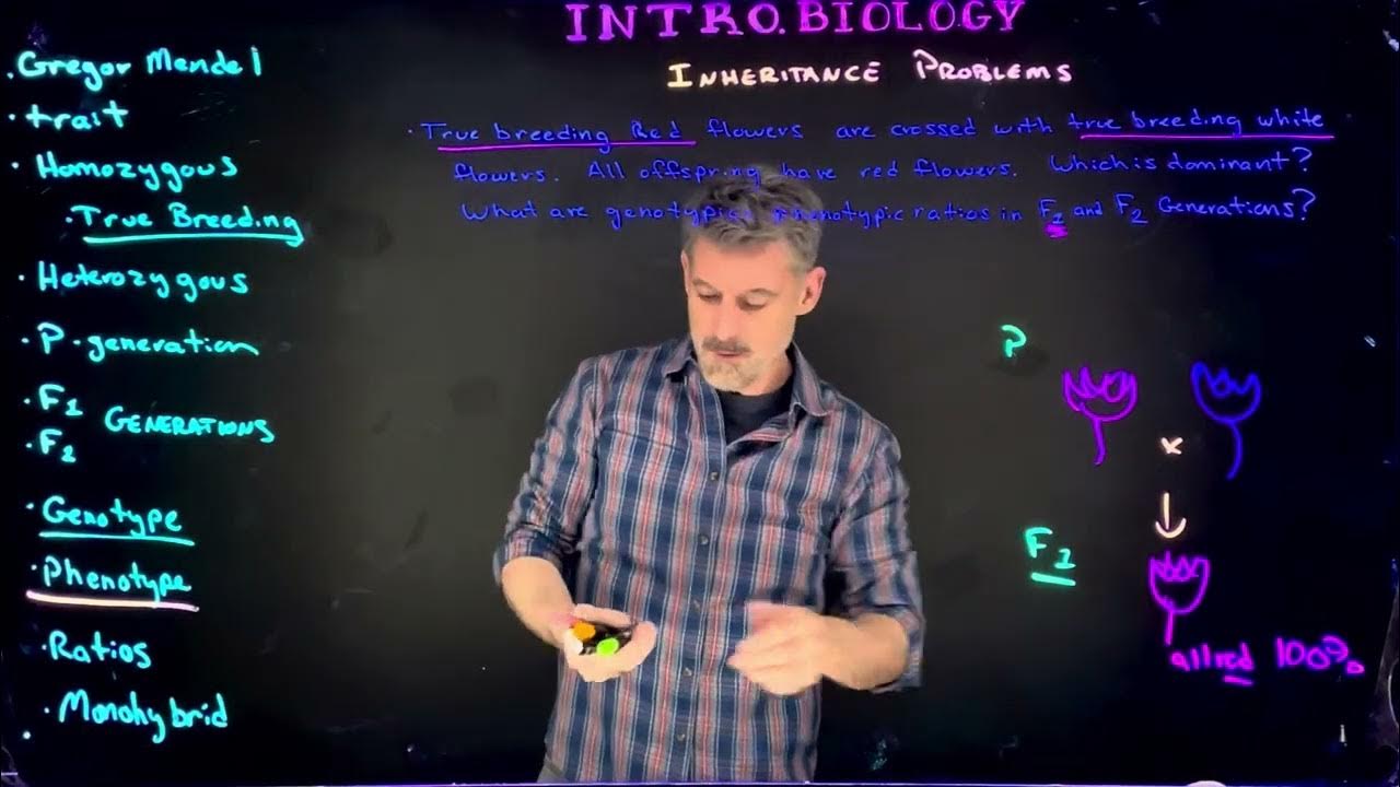Intro to Monohybrid Cross Genetics - YouTube
