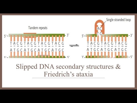 Slipped DNA - YouTube