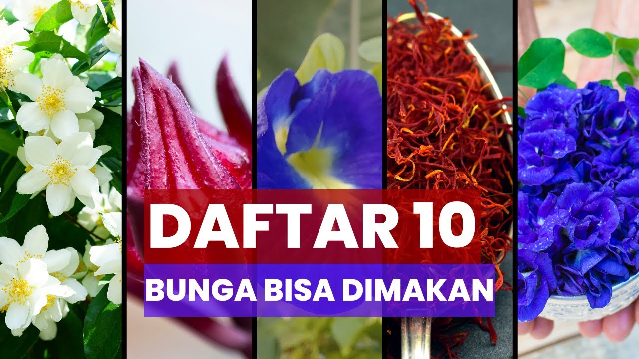 Daftar 10 Bunga Yang Bisa Dimasak & Dimakan - YouTube